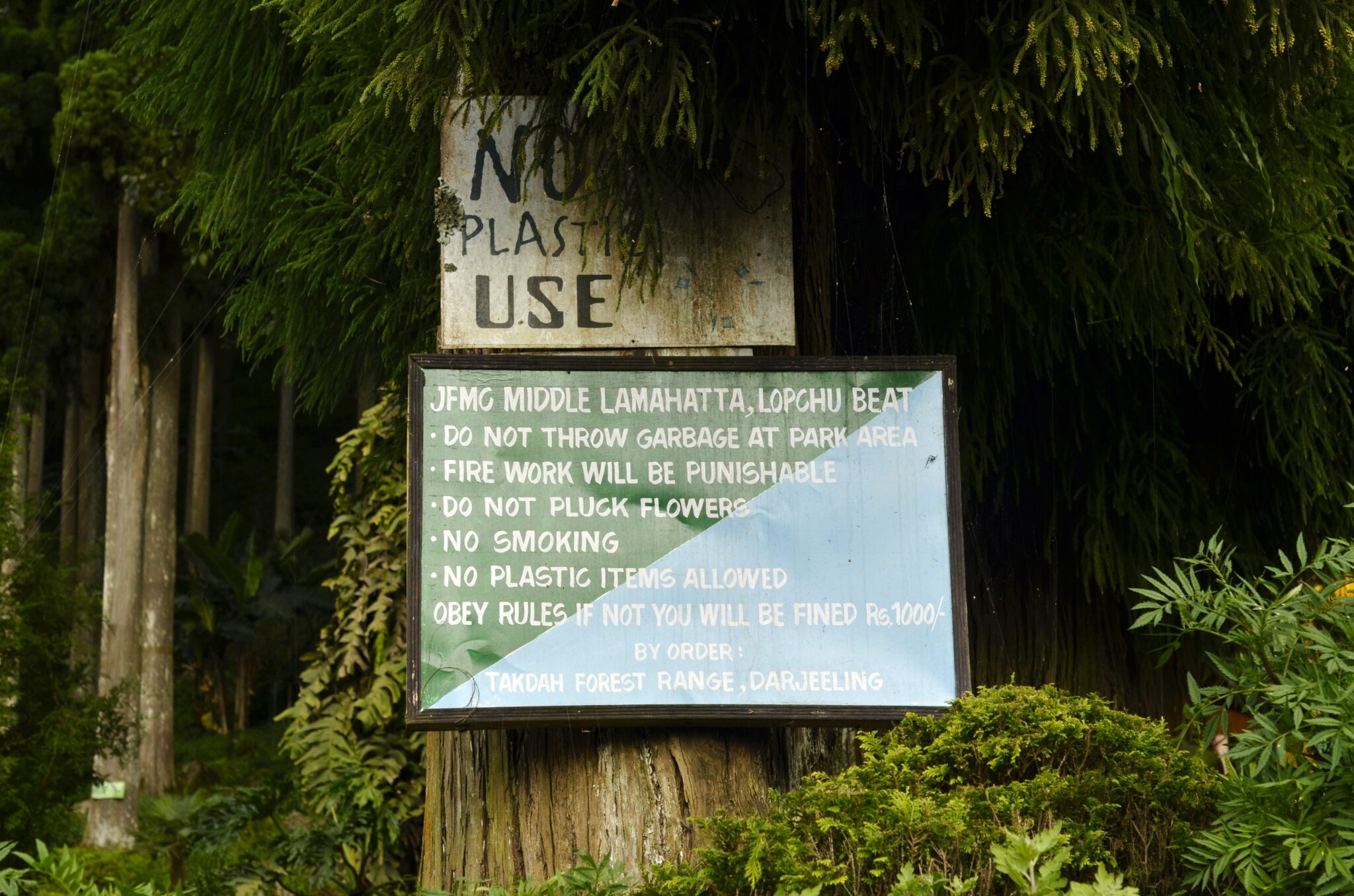 Lamahatta: A Complete Travel Guide – Darjeeling Trip